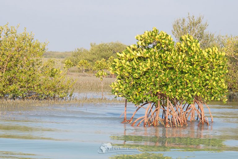Azini Estuary, Khor, Khur – Iran Travel Information