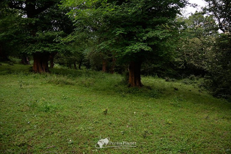 Baliran Forest and Garou Spa – Iran Travel Information