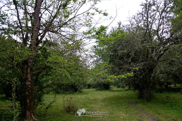Baliran Forest and Garou Spa – Iran Travel Information