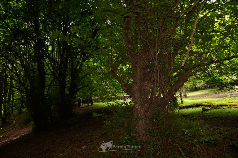 Baliran Forest and Garou Spa – Iran Travel Information