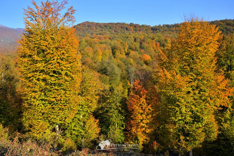 Dorfak Forest – Iran Travel Information