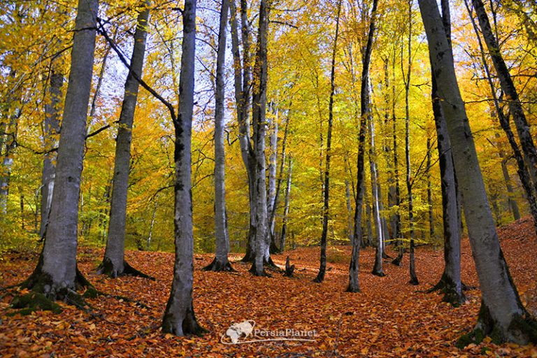 Dorfak Forest – Iran Travel Information