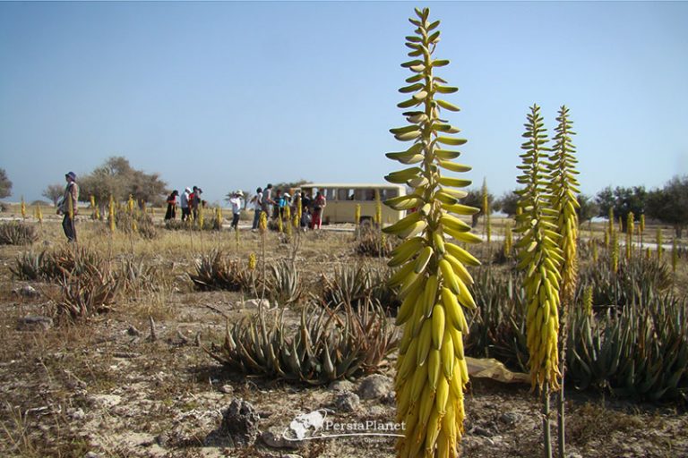 Lavan Island – Iran Travel Information