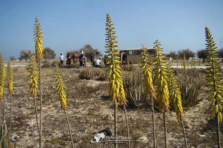 Lavan Island – Iran Travel Information