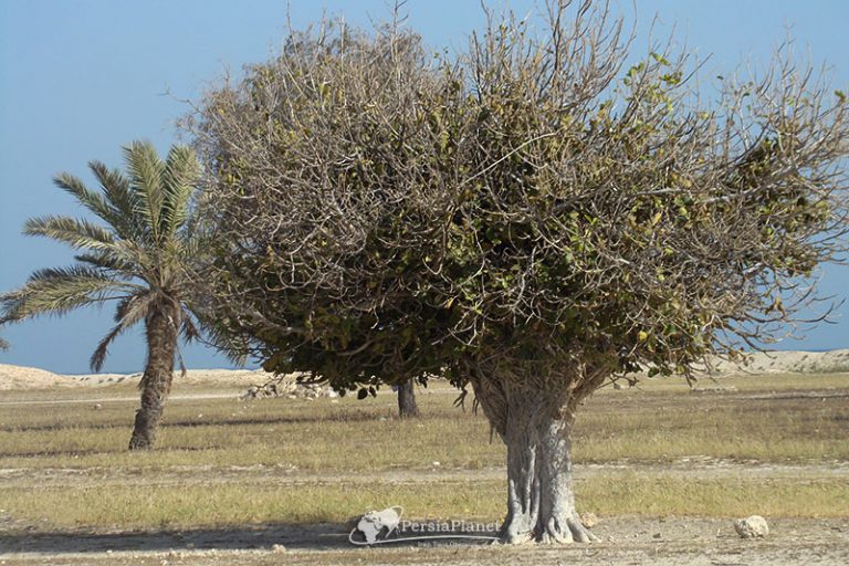 Lavan Island – Iran Travel Information