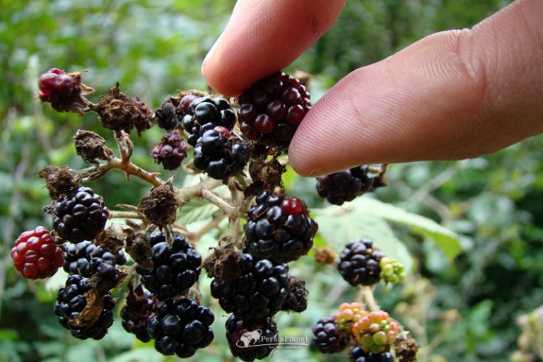 Cloud forest – Iran Travel Information