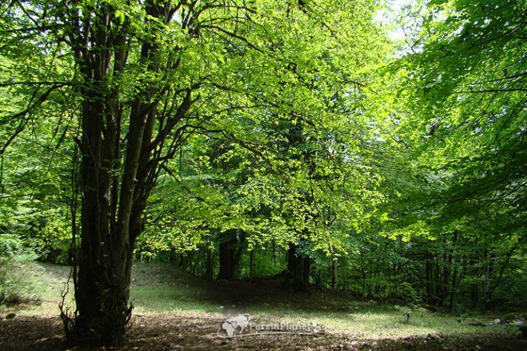 Kojur Sisangan forest trekking, Kojor, Kojoor – Iran Travel Information
